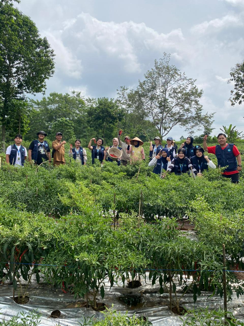 Pengenalan Potensi Kebun Cabai dan Jagung Bersama Mahasiswa KKN ...